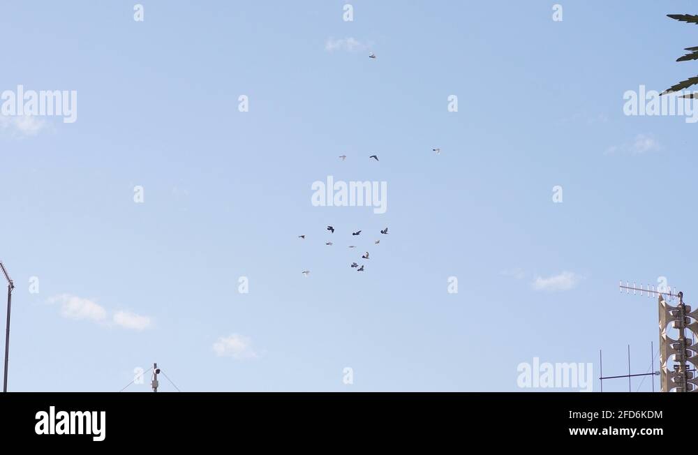 Birds of gaza Stock Videos & Footage - HD and 4K Video Clips - Alamy