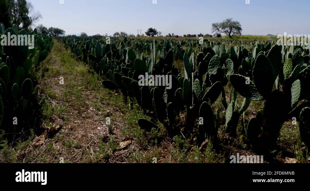 Nopal agriculture Stock Videos & Footage - HD and 4K Video Clips - Alamy
