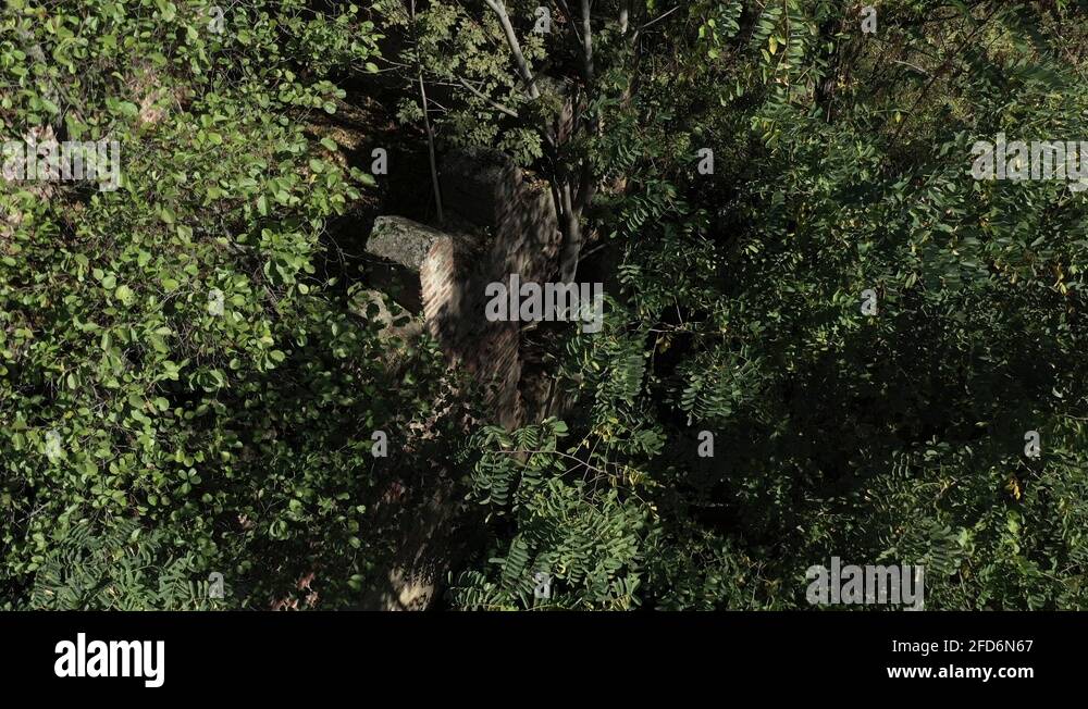 German vegetation Stock Videos & Footage - HD and 4K Video Clips - Alamy