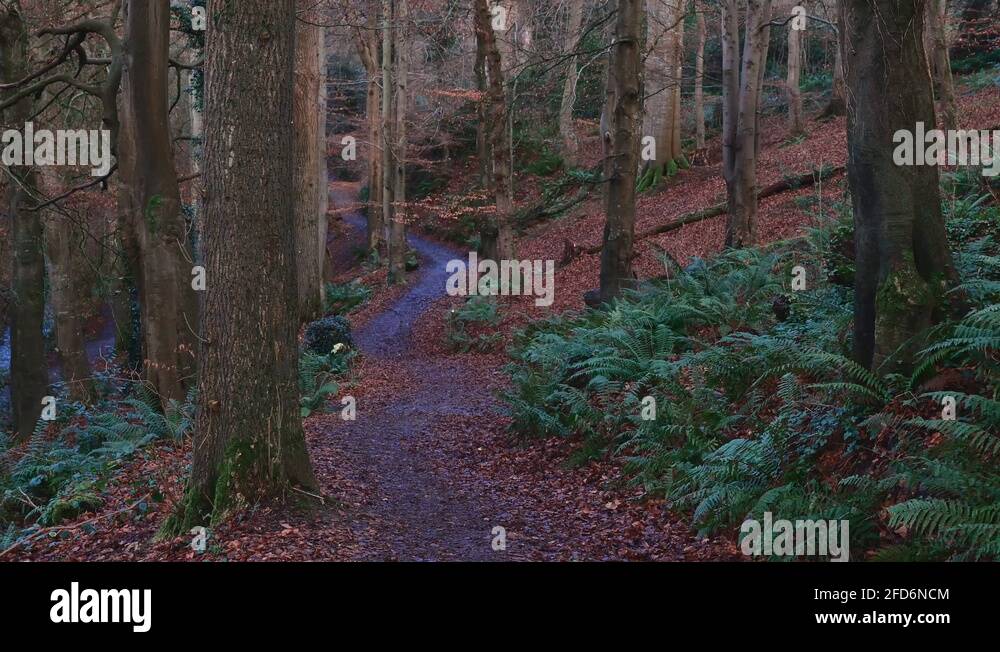 Winding forest path Stock Videos & Footage - HD and 4K Video Clips - Alamy