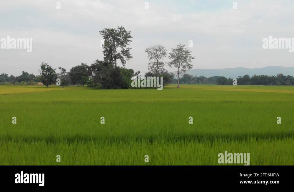 Green yellow paddy terrace Stock Videos & Footage - HD and 4K Video ...