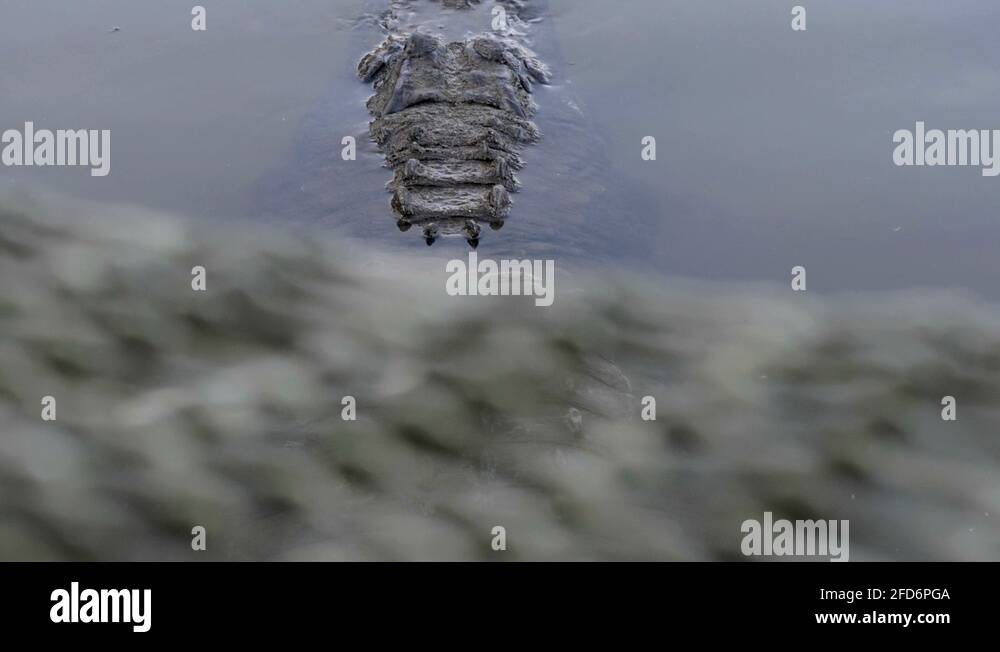 Danger lurking in water Stock Videos & Footage - HD and 4K Video Clips ...