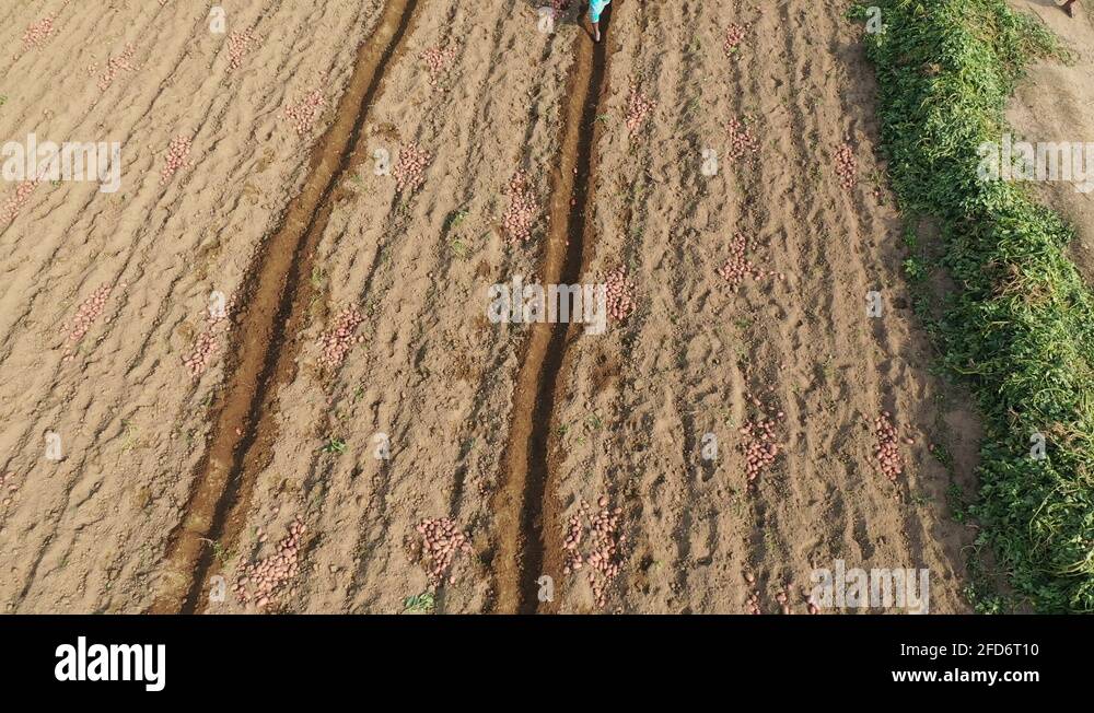Yoke oxen the plough Stock Videos & Footage - HD and 4K Video Clips - Alamy