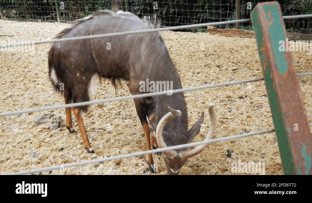 Male nyala Stock Videos & Footage - HD and 4K Video Clips - Alamy