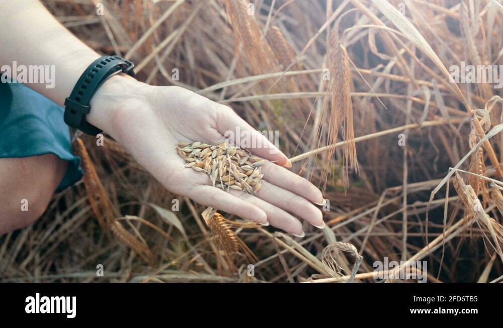 Seasonal harvest in agriculture Stock Video Footage - Alamy