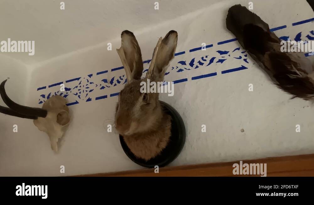 Horned rabbit Stock Videos & Footage - HD and 4K Video Clips - Alamy