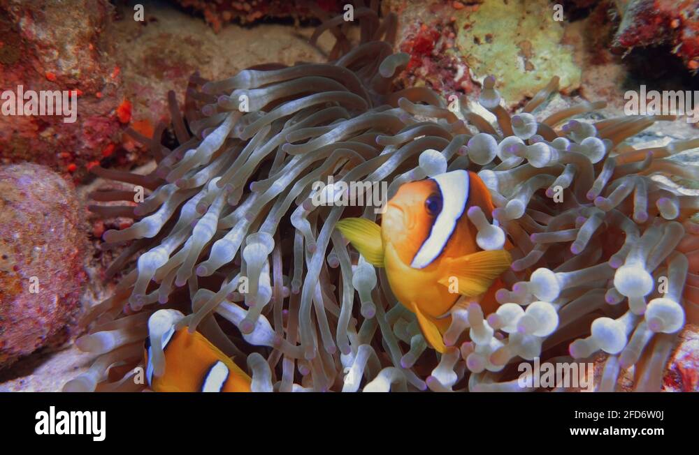 Anemone fish nemo Stock Videos & Footage - HD and 4K Video Clips - Alamy
