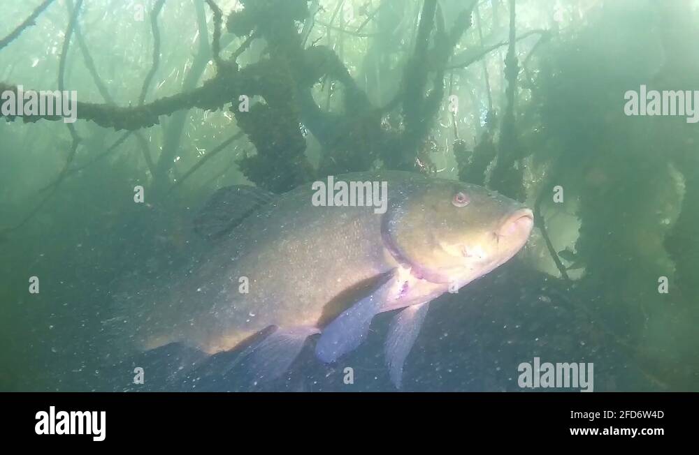 Tench in a lake under a sunken tree swimming around Stock Video Footage ...