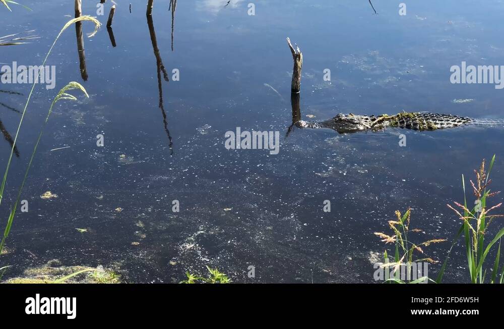 Alligator swimming in water Stock Videos & Footage - HD and 4K Video ...