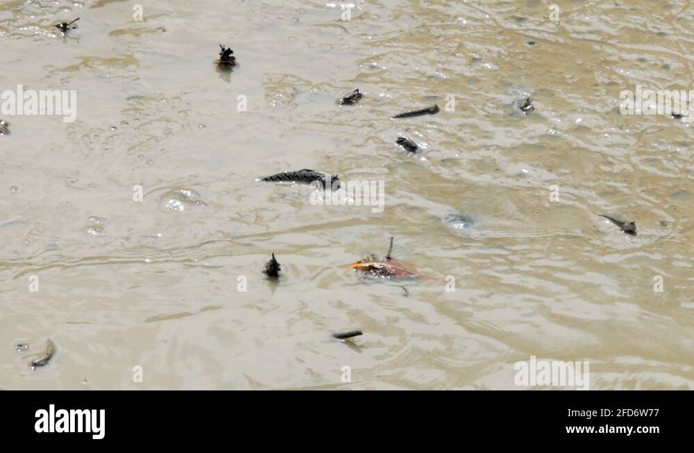 Walking fish Stock Videos & Footage - HD and 4K Video Clips - Alamy
