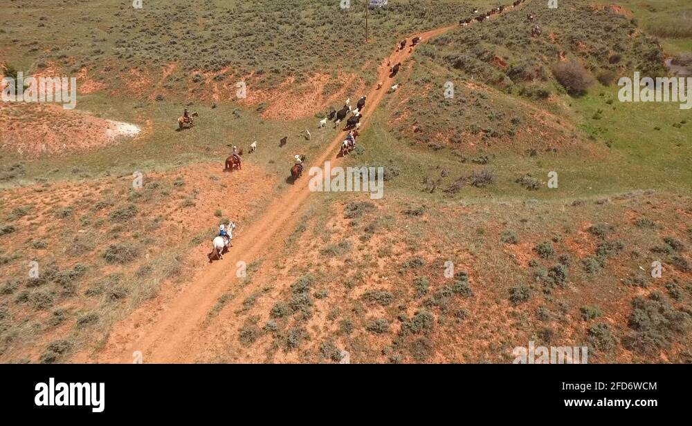 Cattle drive wild west Stock Videos & Footage - HD and 4K Video Clips ...