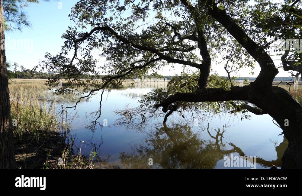 Water oak tree Stock Videos & Footage - HD and 4K Video Clips - Alamy