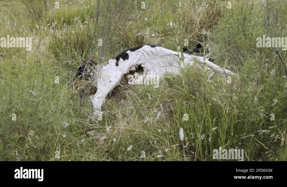 Burnt to death corpse Stock Videos & Footage - HD and 4K Video Clips ...