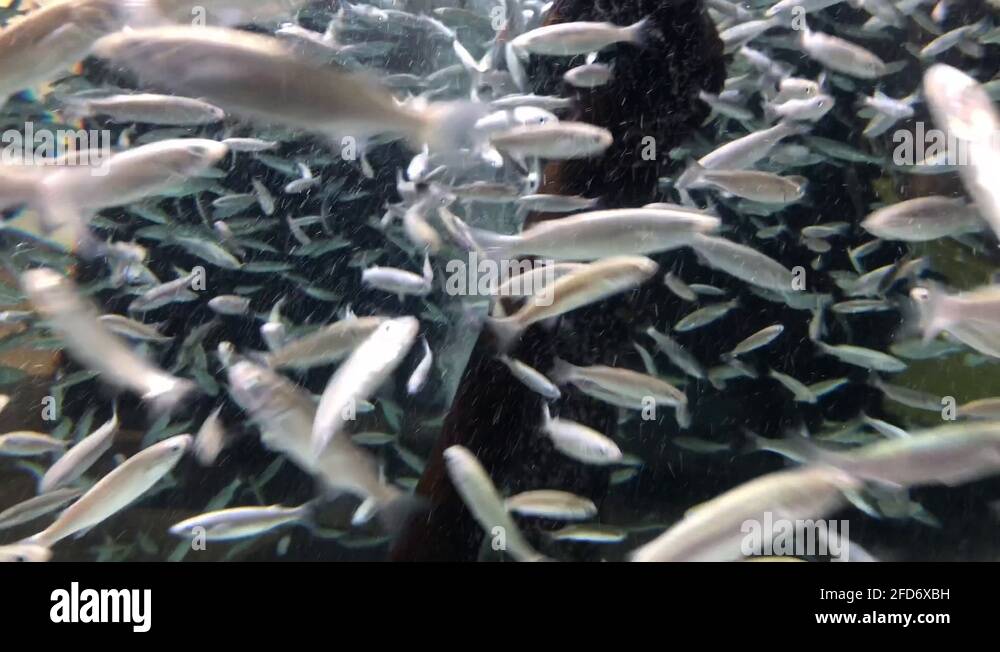 Epipelagic fish Stock Videos & Footage - HD and 4K Video Clips - Alamy