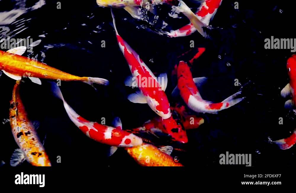 Japan Koi fish in the Koi Pond.The surface ripples while the carp fish ...