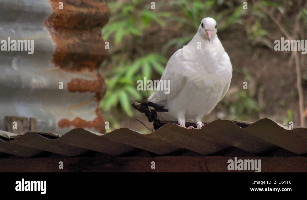 White dove/pigeon bobbing his head sitting on a rusty shed, isolated on ...