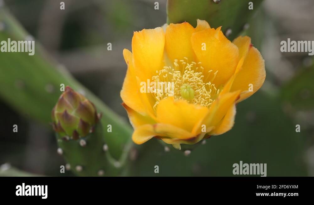 Cactus color Stock Videos & Footage - HD and 4K Video Clips - Alamy