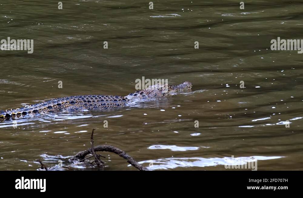 Crocodile water wild submerged Stock Videos & Footage - HD and 4K Video ...