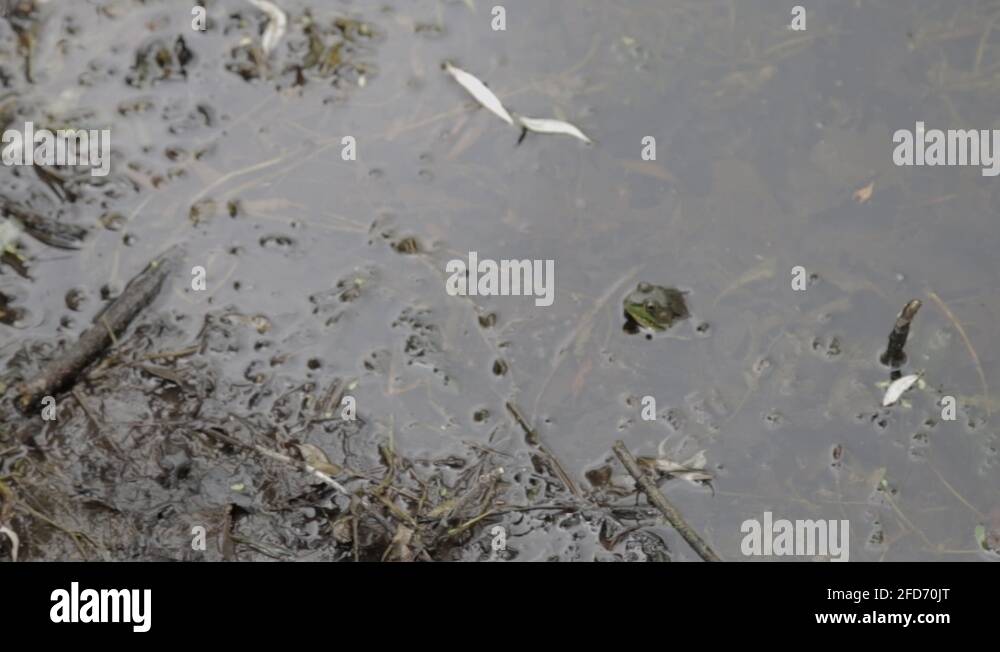 Damp soil Stock Videos & Footage - HD and 4K Video Clips - Alamy