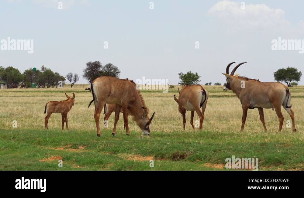 Indigenous wildlife Stock Videos & Footage - HD and 4K Video Clips - Alamy