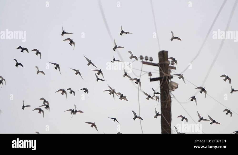 Telephone pole wires Stock Videos & Footage - HD and 4K Video Clips - Alamy