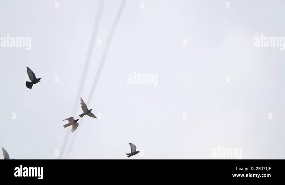 Overhead telephone cable Stock Videos & Footage - HD and 4K Video Clips ...