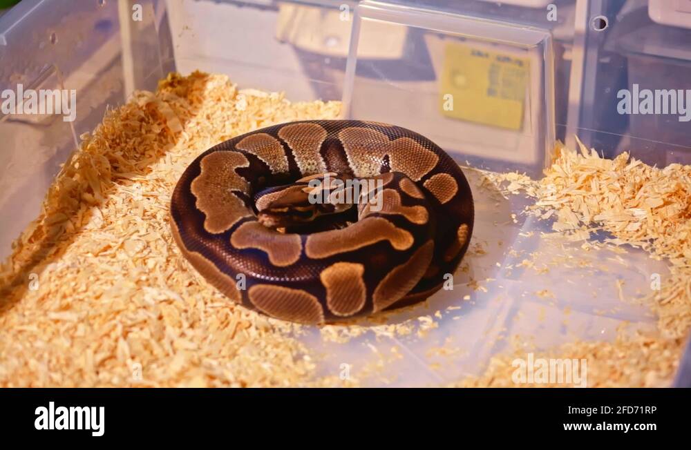 Wildlife in a box Stock Videos & Footage - HD and 4K Video Clips - Alamy