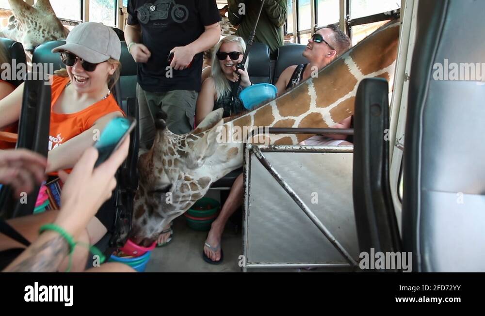 Animal bus Stock Videos & Footage - HD and 4K Video Clips - Alamy