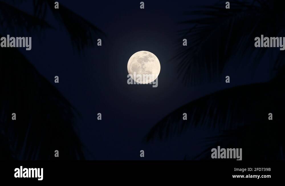 Moon through palm tree Stock Videos & Footage - HD and 4K Video Clips ...