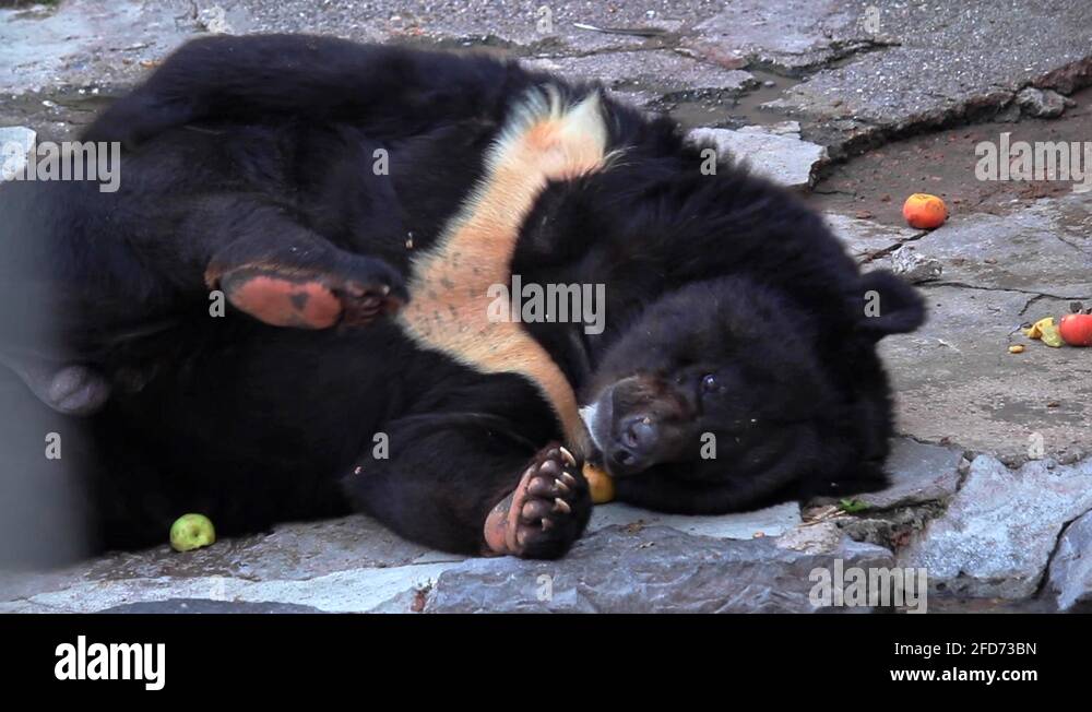 Black bear laying down Stock Videos & Footage - HD and 4K Video Clips ...