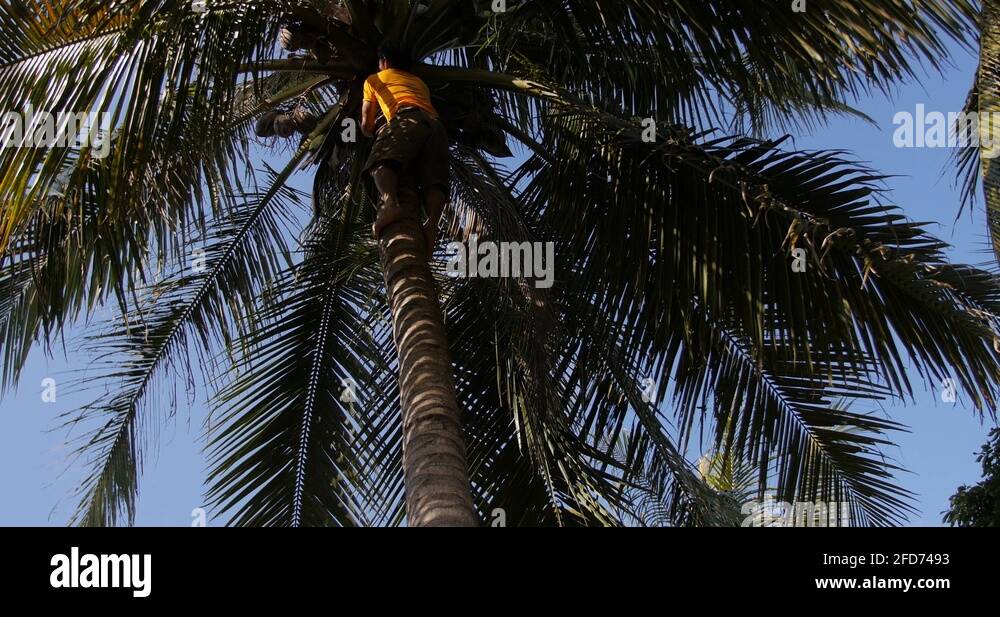A Chinese local up in a Coconut tree and harvesting coconut fruits and ...