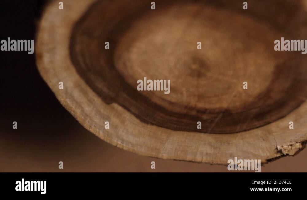 Half chopped tree Stock Videos & Footage - HD and 4K Video Clips - Alamy