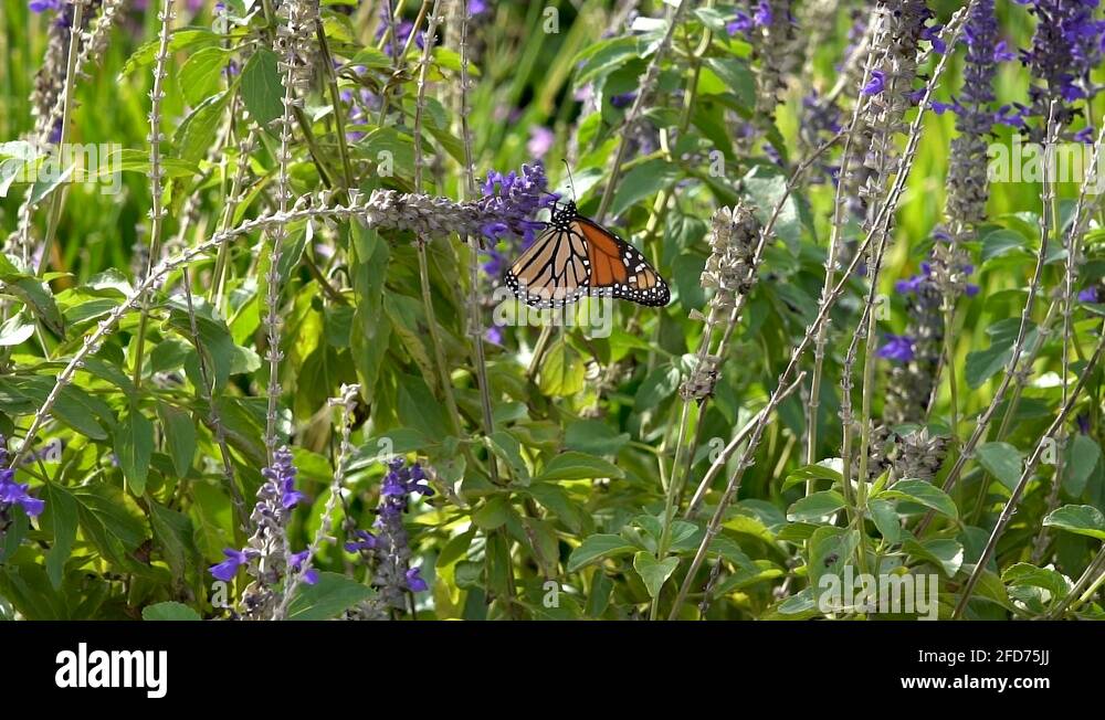 Shot in profile, a single monarch butterfly flaps its wings Stock Video ...