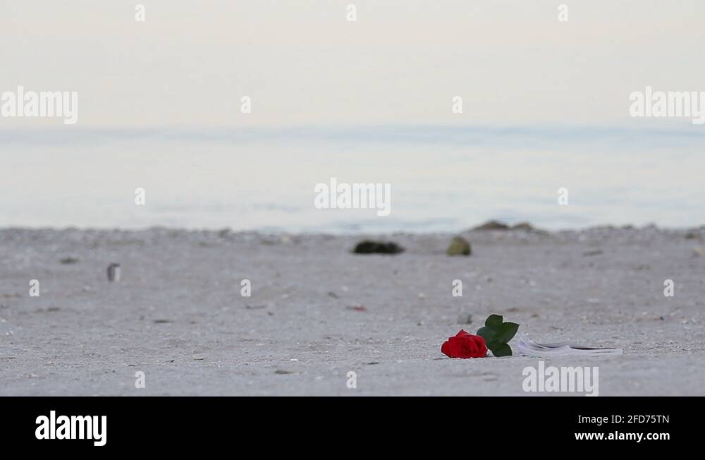 Red rose laying down Stock Videos & Footage - HD and 4K Video Clips - Alamy