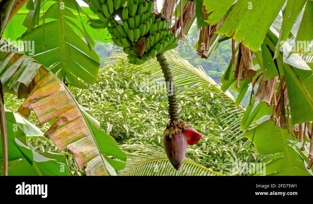 Genus musa Stock Videos & Footage - HD and 4K Video Clips - Alamy