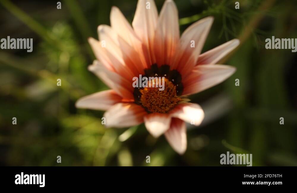 Sol blanco Stock Videos & Footage - HD and 4K Video Clips - Alamy