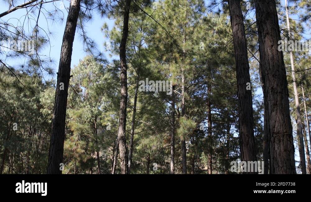Giant tall trees in the forest. Timber forest in remote hills Stock ...