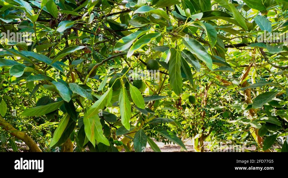 Avocado tree mexico Stock Videos & Footage - HD and 4K Video Clips - Alamy
