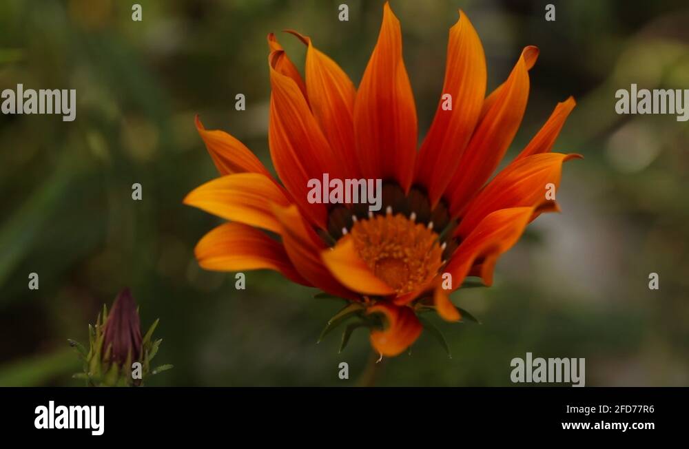 Sol bloom Stock Videos & Footage - HD and 4K Video Clips - Alamy