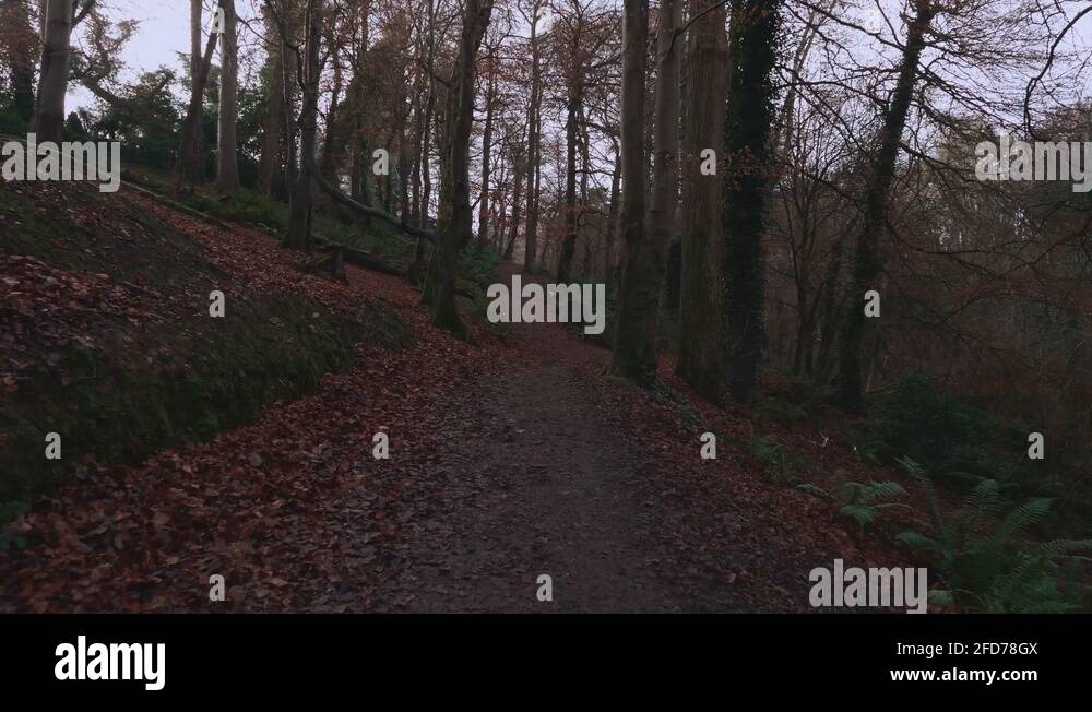 Fork forest path trees Stock Videos & Footage - HD and 4K Video Clips ...