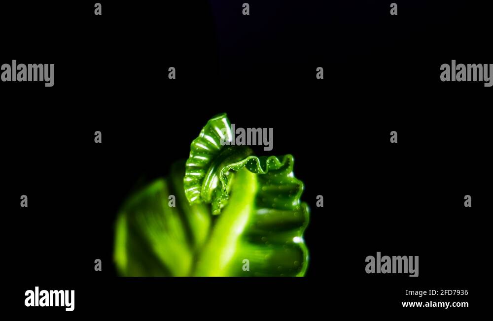 Asplenium nidus - Cobra birds nest Fern Fronds Are Unfurling Looks like ...