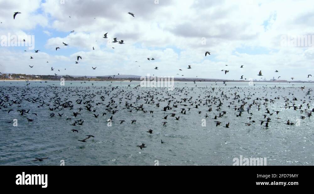 Big Flock of birds fly over ocean and beach in daytime with some clouds ...