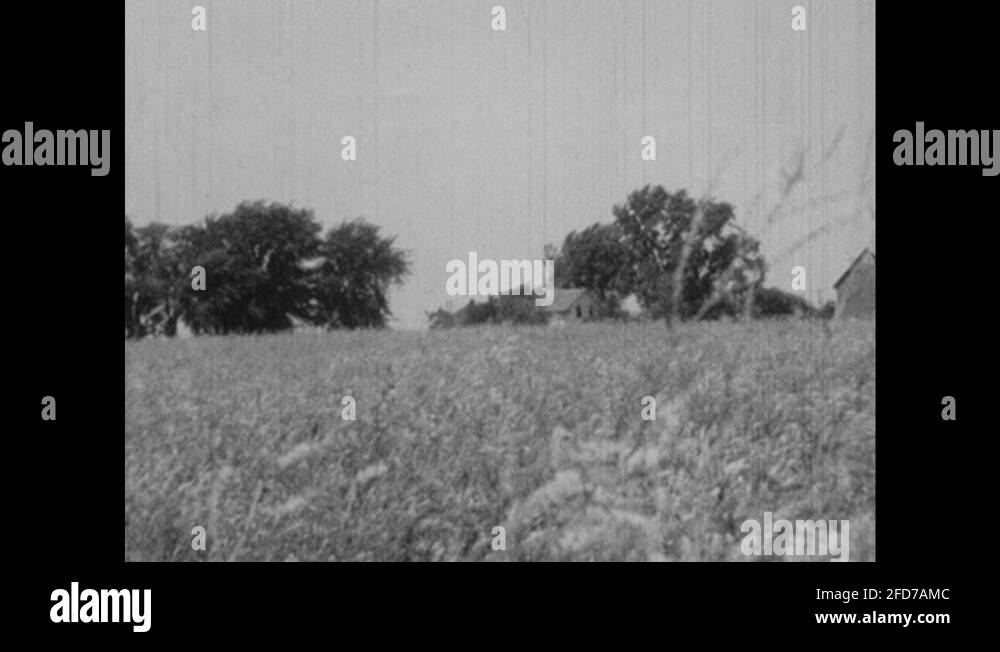 Dried out corn field Stock Videos & Footage - HD and 4K Video Clips - Alamy