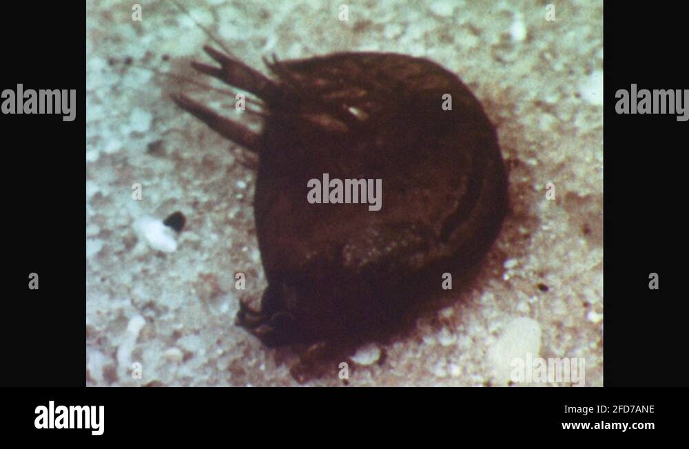 Crustacean life cycle Stock Videos & Footage - HD and 4K Video Clips ...