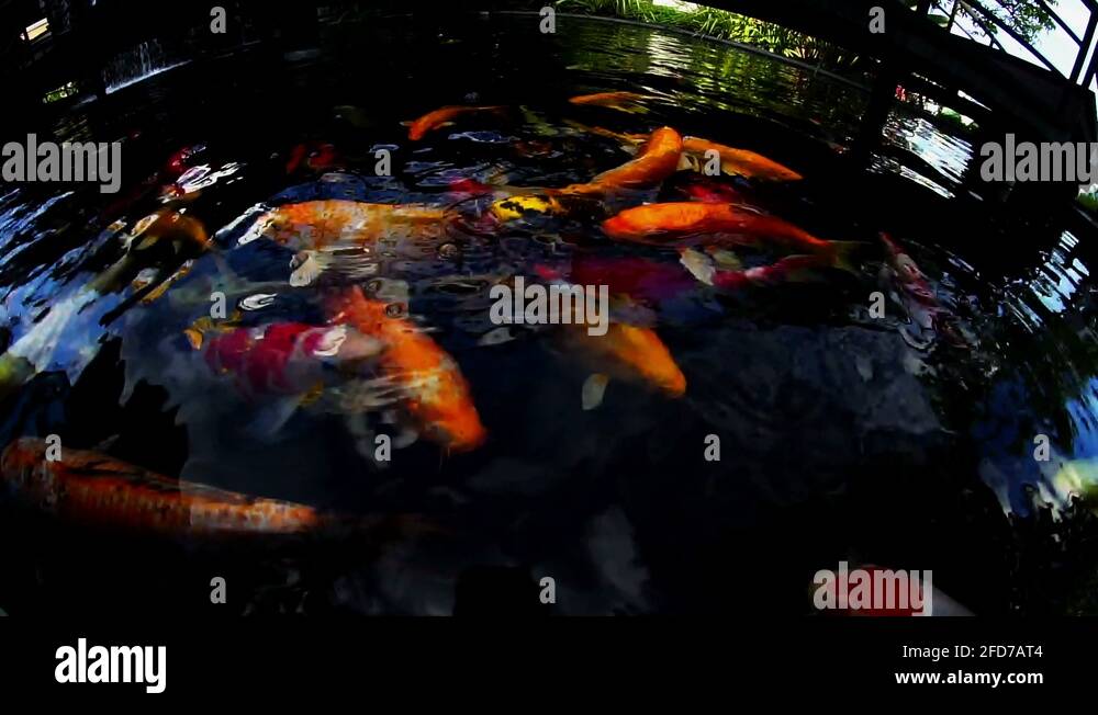 Japan Koi fish in the Koi Pond.The surface ripples while the carp fish ...