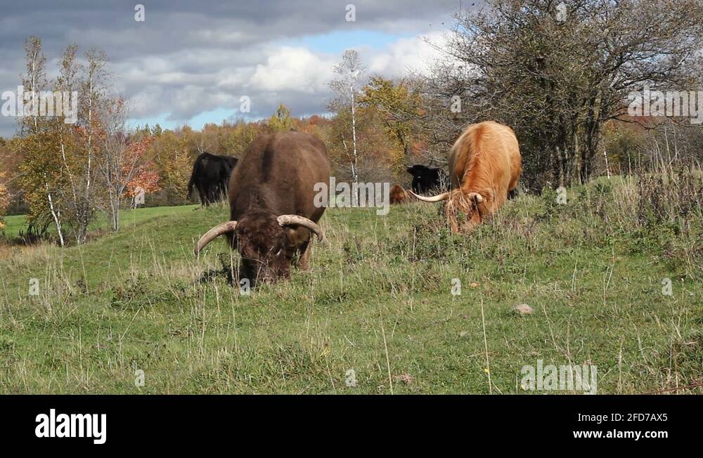 Highland cattle in woods Stock Videos & Footage - HD and 4K Video Clips ...