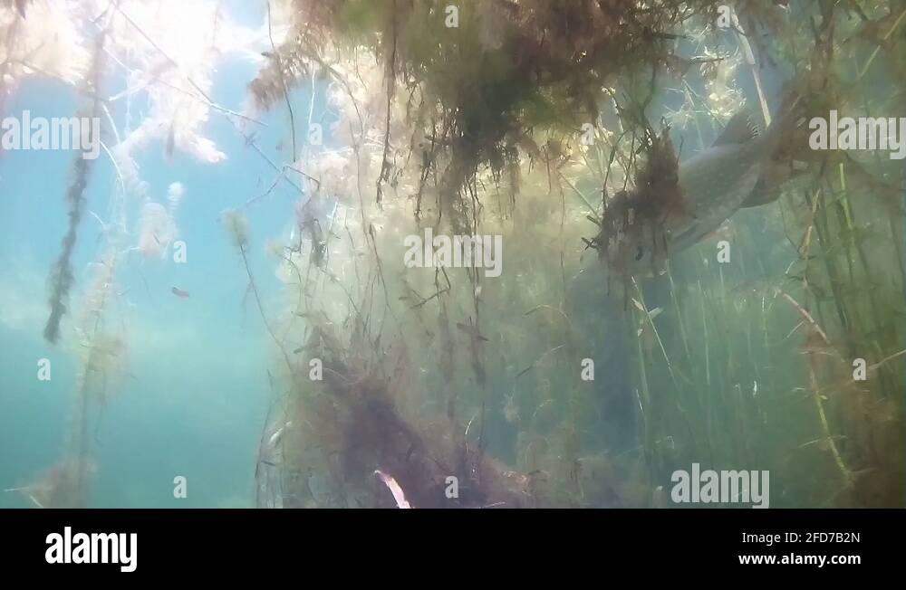 Floating weed Stock Videos & Footage - HD and 4K Video Clips - Alamy