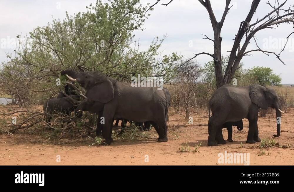 Africa acacia tree elephant Stock Videos & Footage - HD and 4K Video ...