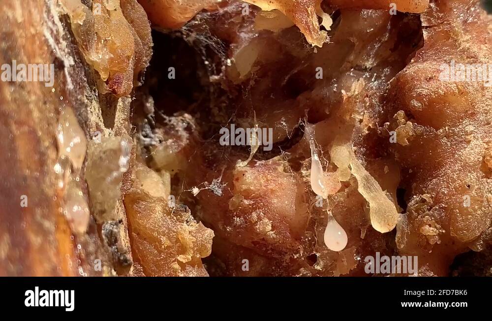 Up close dripping tree sap Stock Videos & Footage - HD and 4K Video ...