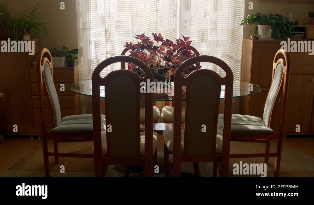 Symmetrical dining room with oxalis triangularis, false shamrock plant ...